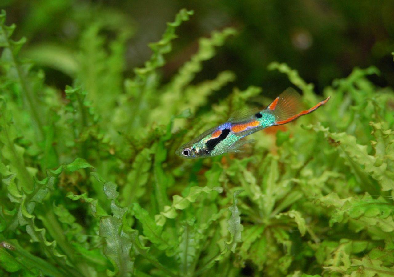 Guppy Wallpapers - Top Free Guppy Backgrounds - WallpaperAccess