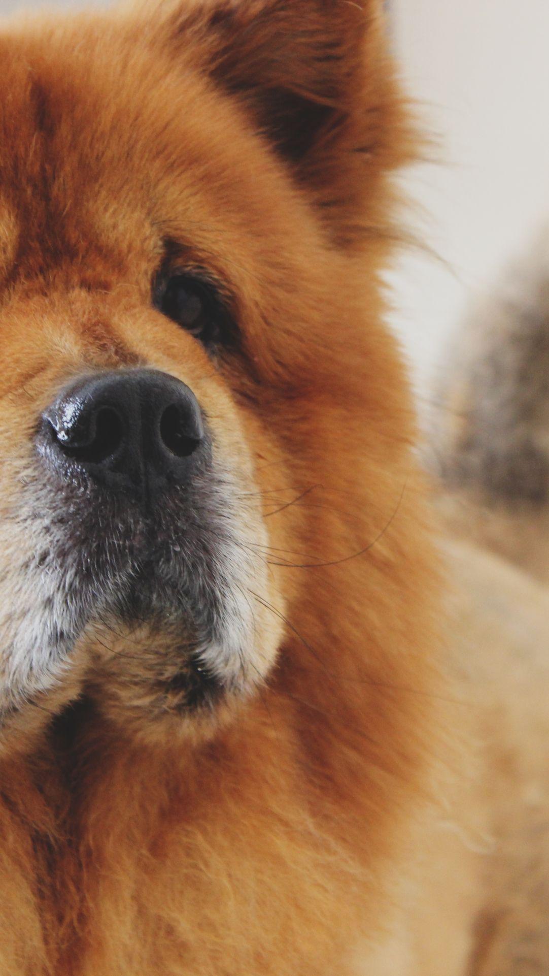 Chow Chow Wallpapers - Top Free Chow Chow Backgrounds - WallpaperAccess