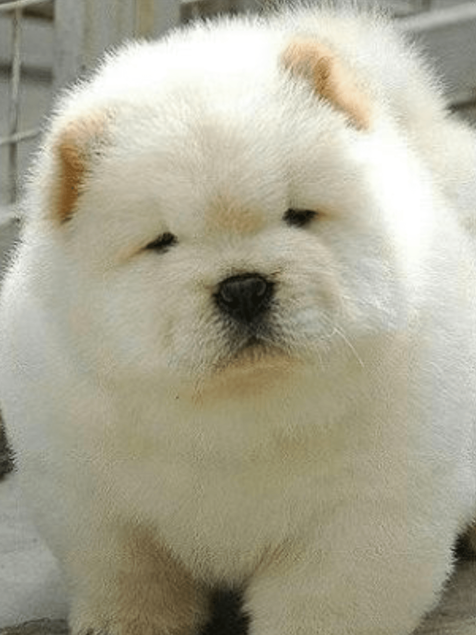 Chow Chow Dog Wallpapers - Top Free Chow Chow Dog Backgrounds ...