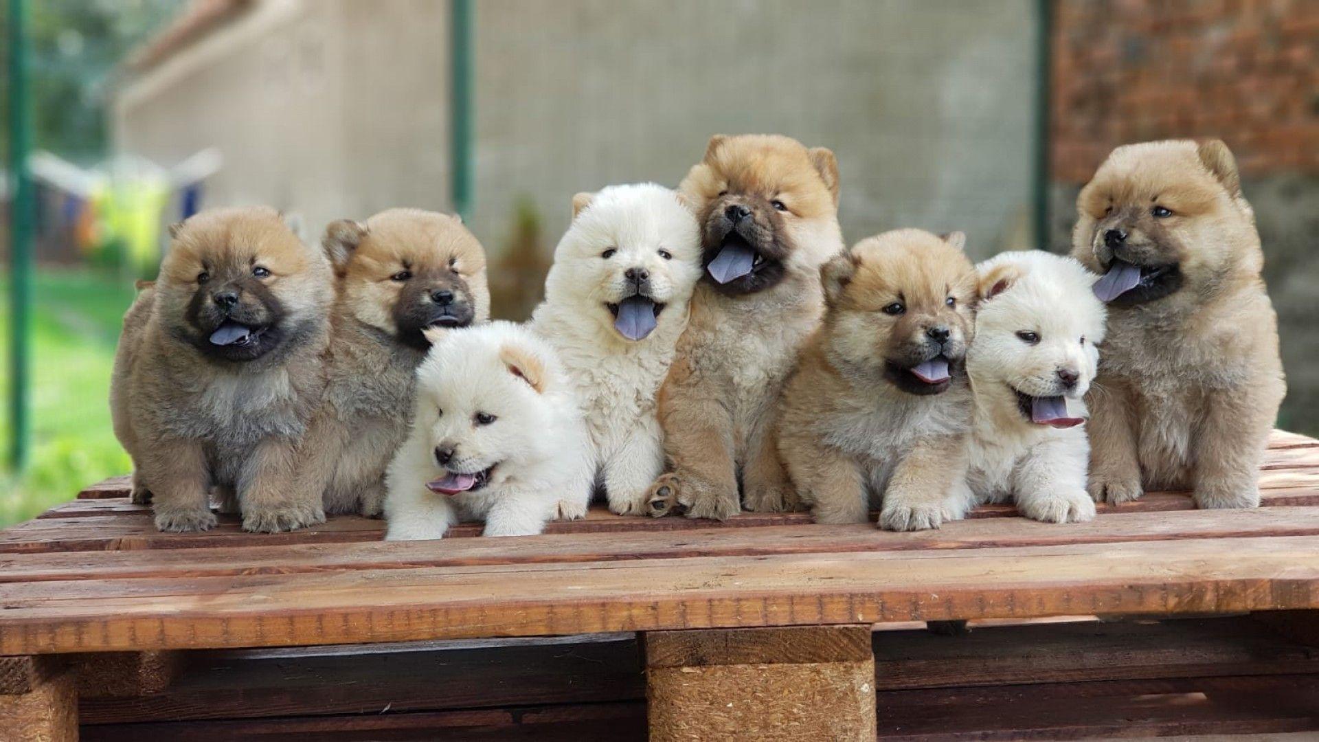 Chow Chow Wallpapers - Top Free Chow Chow Backgrounds - WallpaperAccess