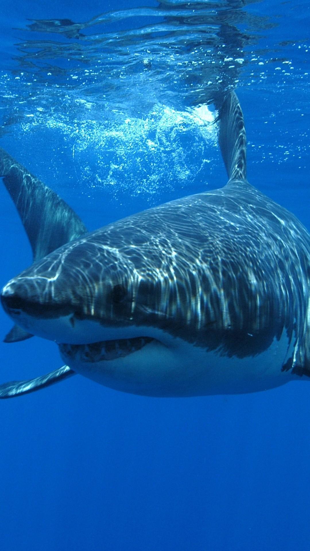 Megalodon Shark Wallpapers - Top Free Megalodon Shark Backgrounds ...
