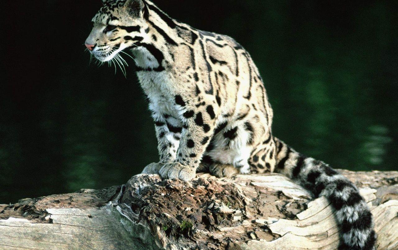 Clouded Leopard Wallpapers - Top Free Clouded Leopard Backgrounds ...