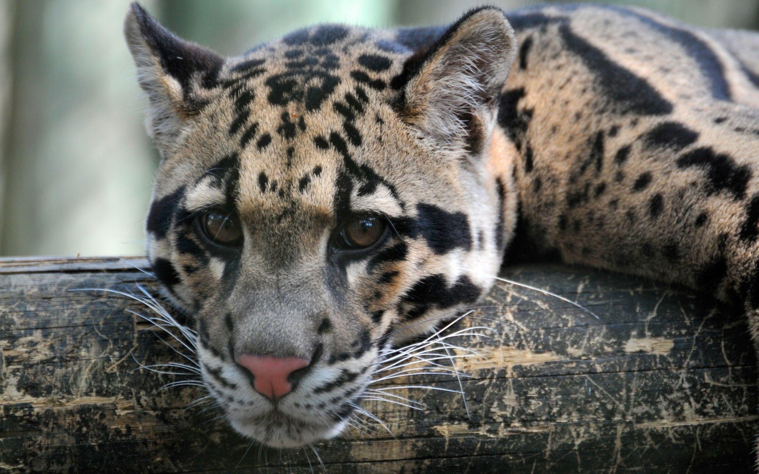 Clouded Leopard Wallpapers - Top Free Clouded Leopard Backgrounds ...