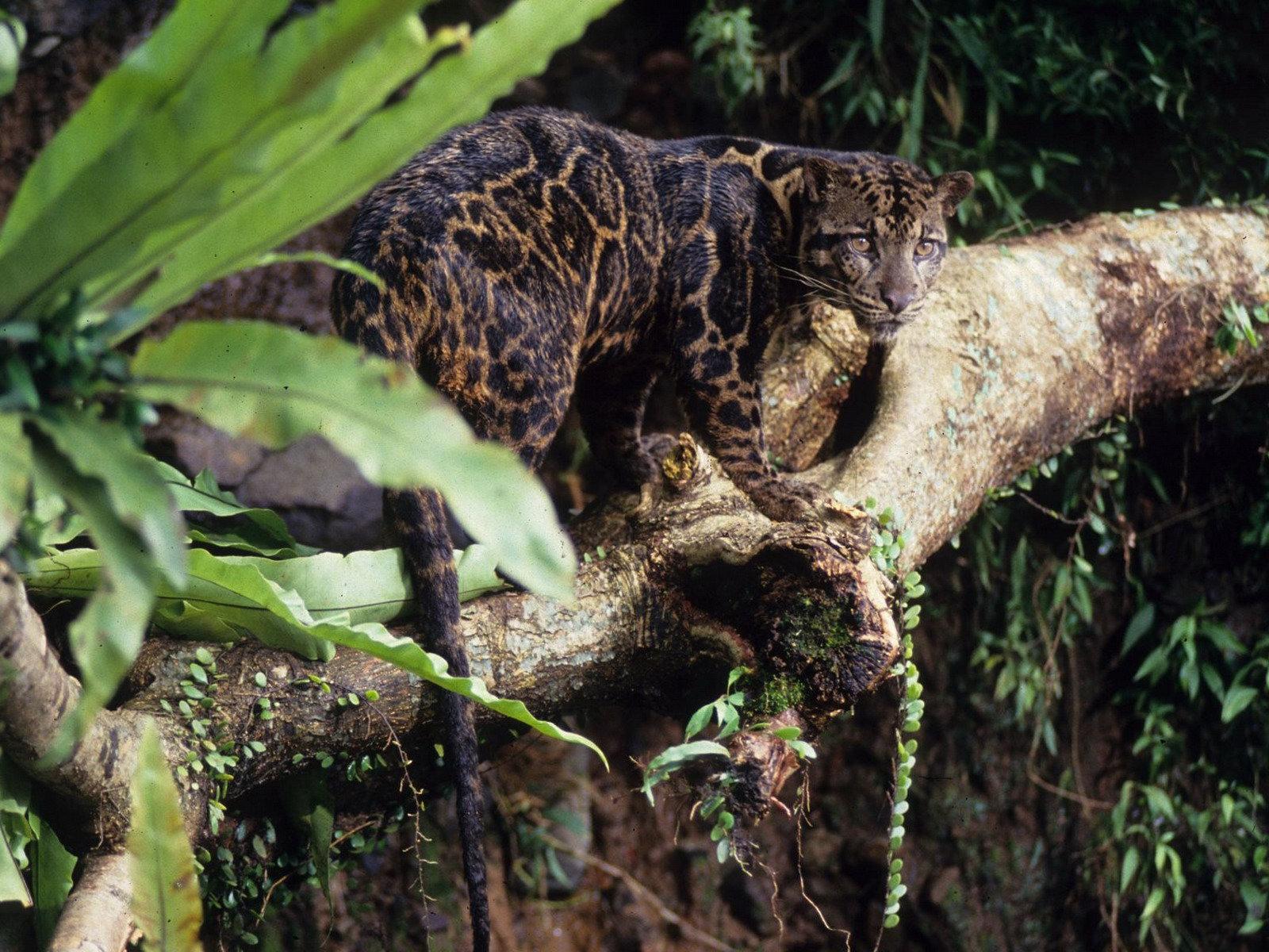 Clouded Leopard Wallpapers - Top Free Clouded Leopard Backgrounds ...