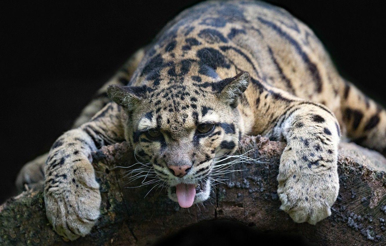 Clouded Leopard Wallpapers - Top Free Clouded Leopard Backgrounds ...