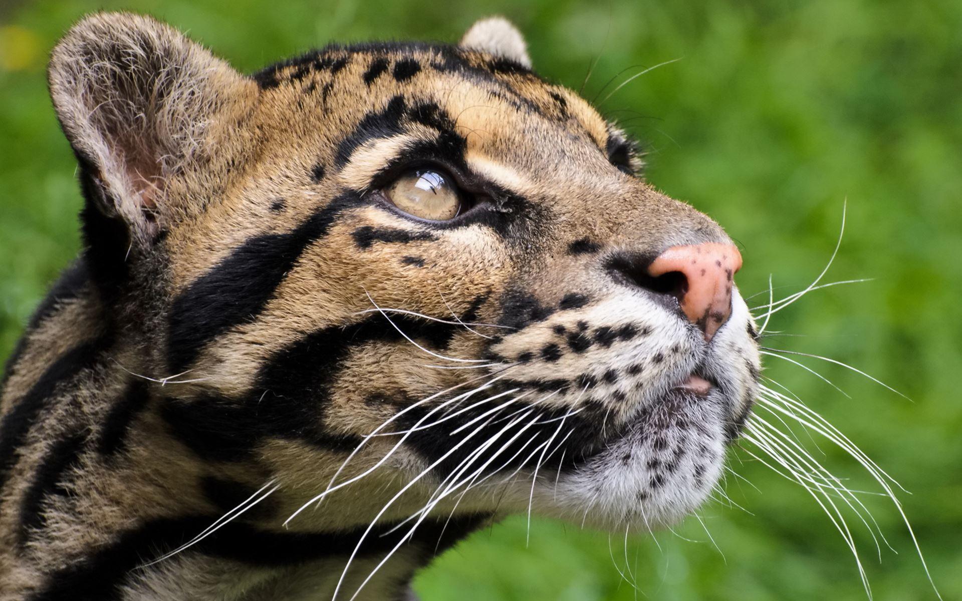 Clouded Leopard Wallpapers - Top Free Clouded Leopard Backgrounds - WallpaperAccess