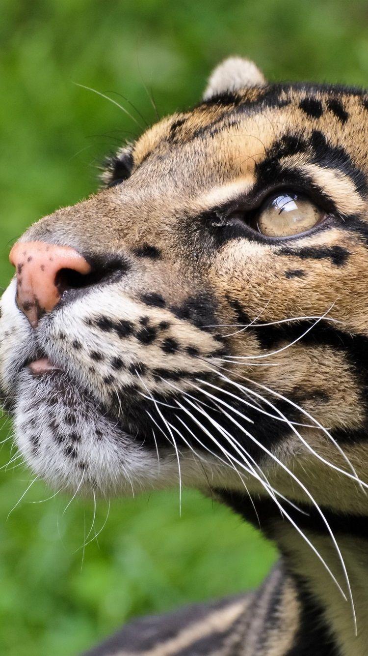 Clouded Leopard Wallpapers - Top Free Clouded Leopard Backgrounds ...