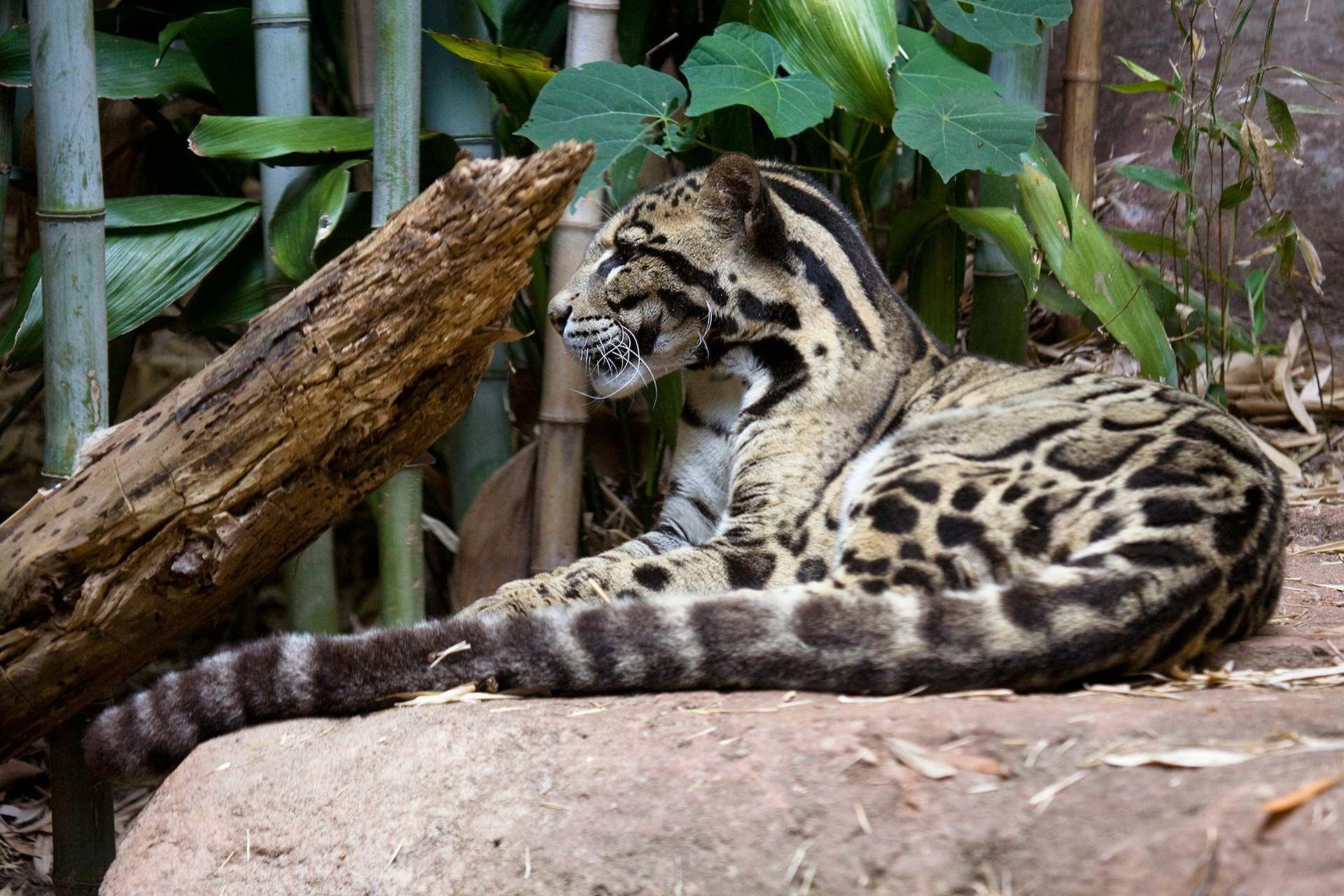 Clouded Leopard Wallpapers - Top Free Clouded Leopard Backgrounds ...
