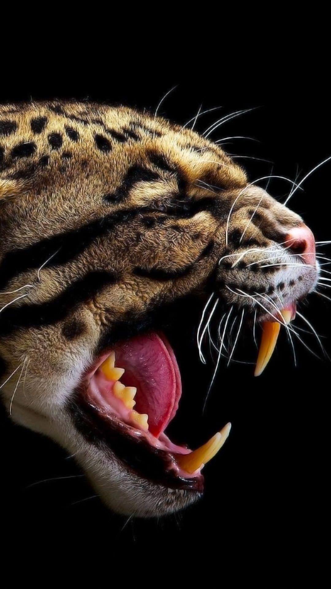 Clouded Leopard Wallpapers - Top Free Clouded Leopard Backgrounds ...