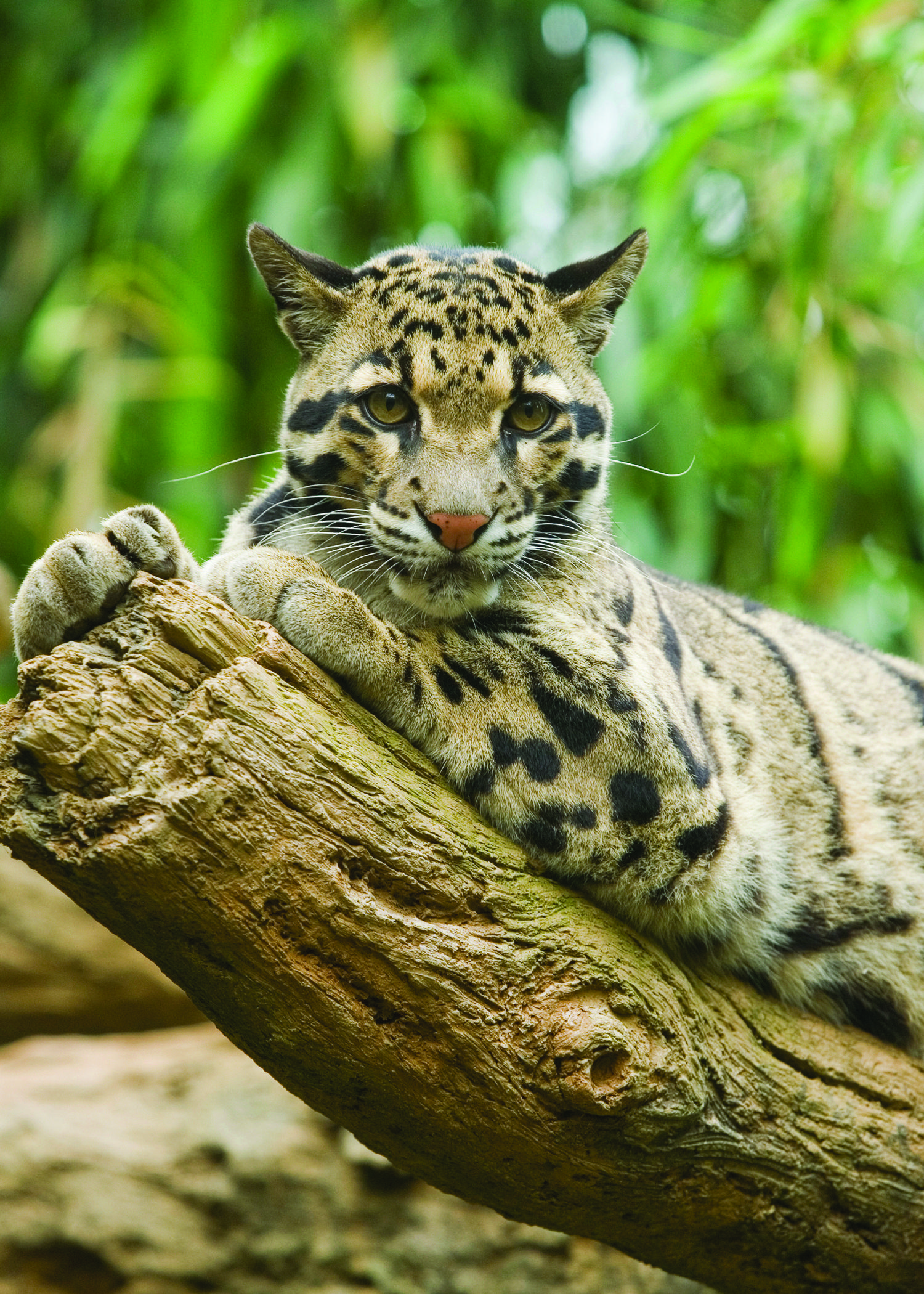 Clouded Leopard Wallpapers - Top Free Clouded Leopard Backgrounds - WallpaperAccess
