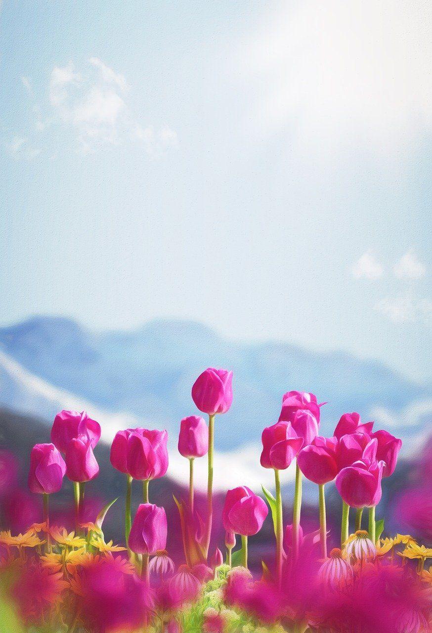Spring Phone Wallpapers - Top Free Spring Phone Backgrounds ...