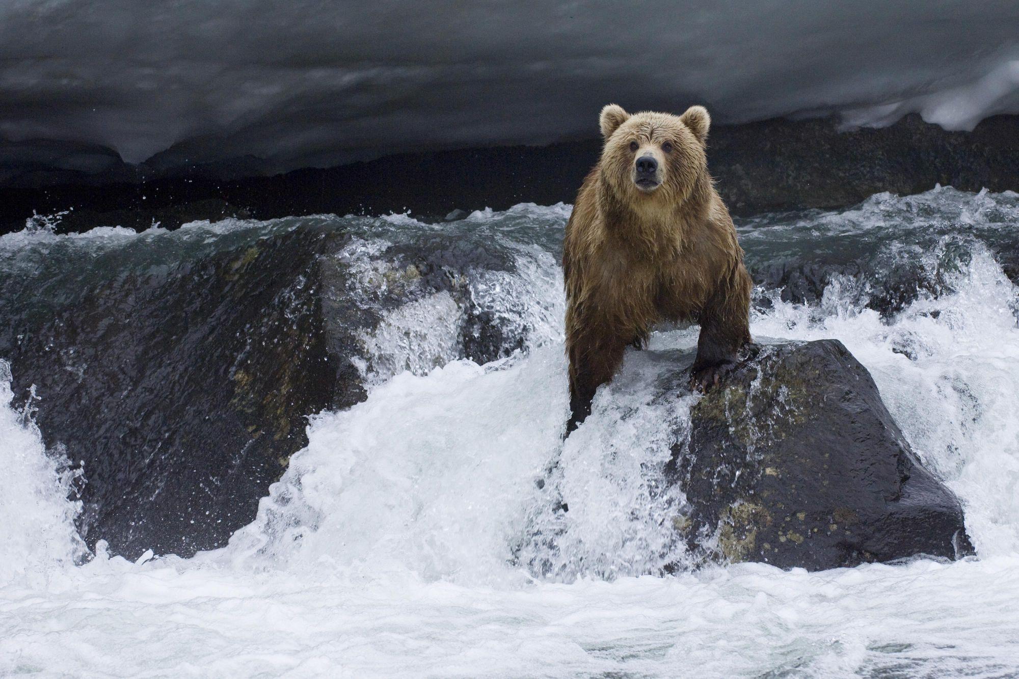 Bear PC Wallpapers - Top Free Bear PC Backgrounds - WallpaperAccess