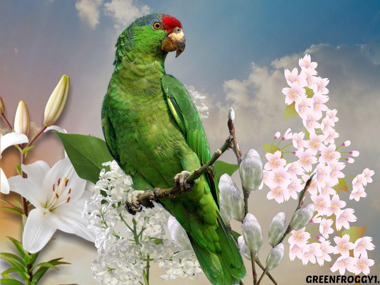 Green Parrot Wallpapers - Top Free Green Parrot Backgrounds ...
