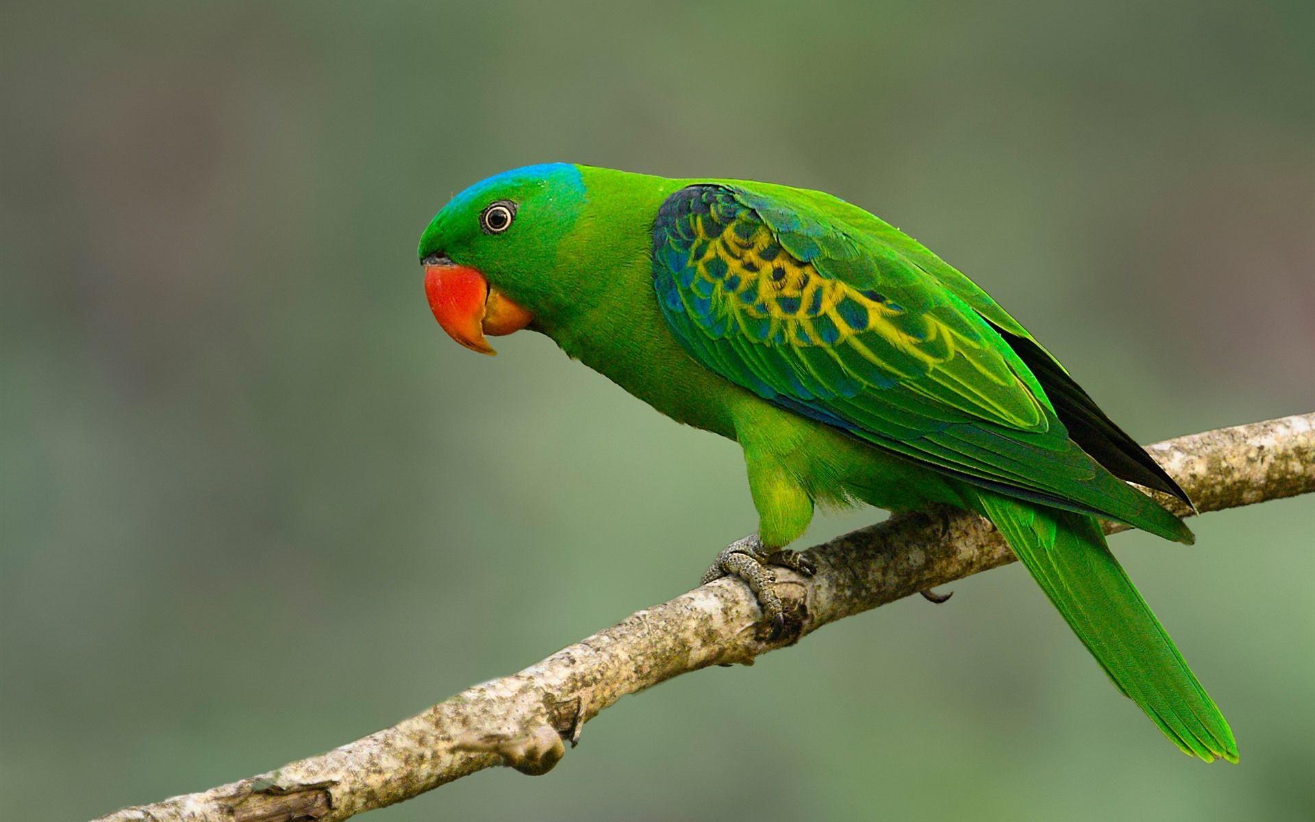 Green Parrot Wallpapers - Top Free Green Parrot Backgrounds ...