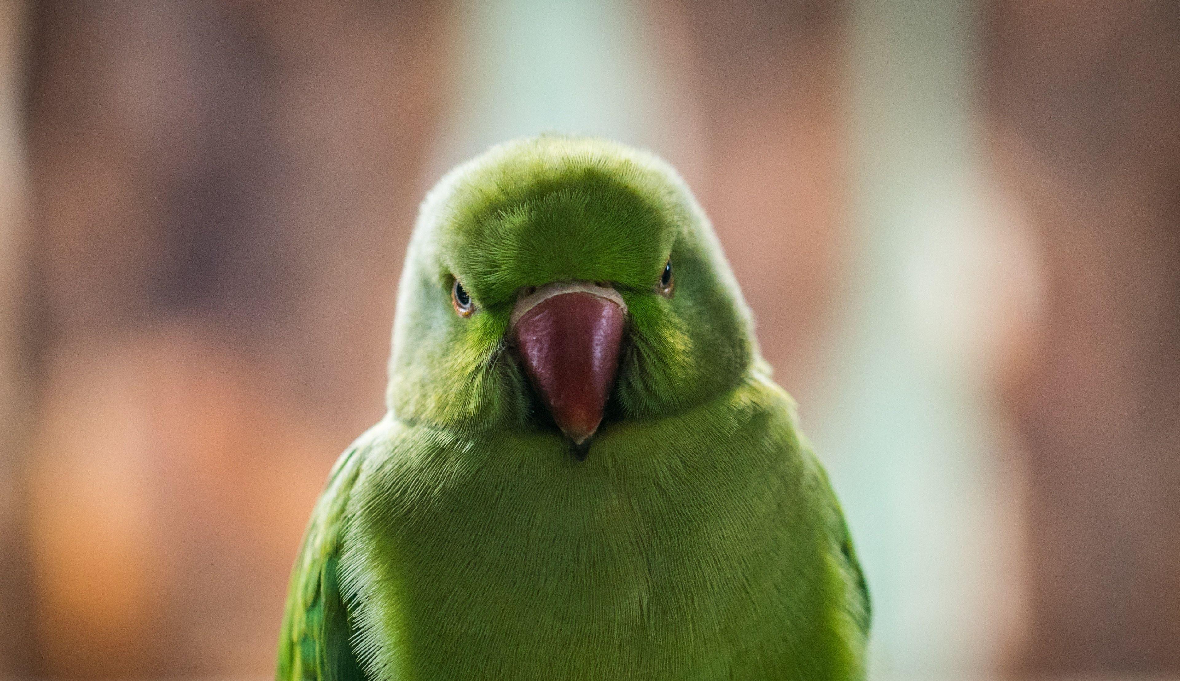 Green Parrot Wallpapers - Top Free Green Parrot Backgrounds ...