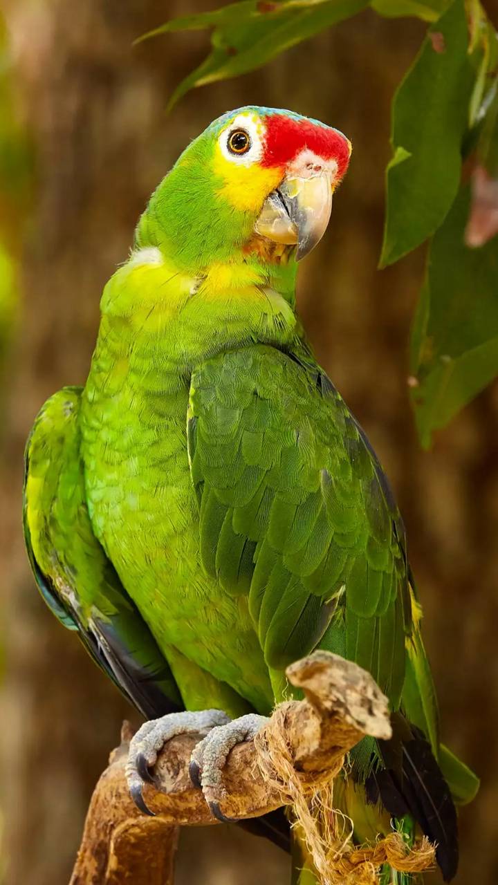 Green Parrot Wallpapers - Top Free Green Parrot Backgrounds ...