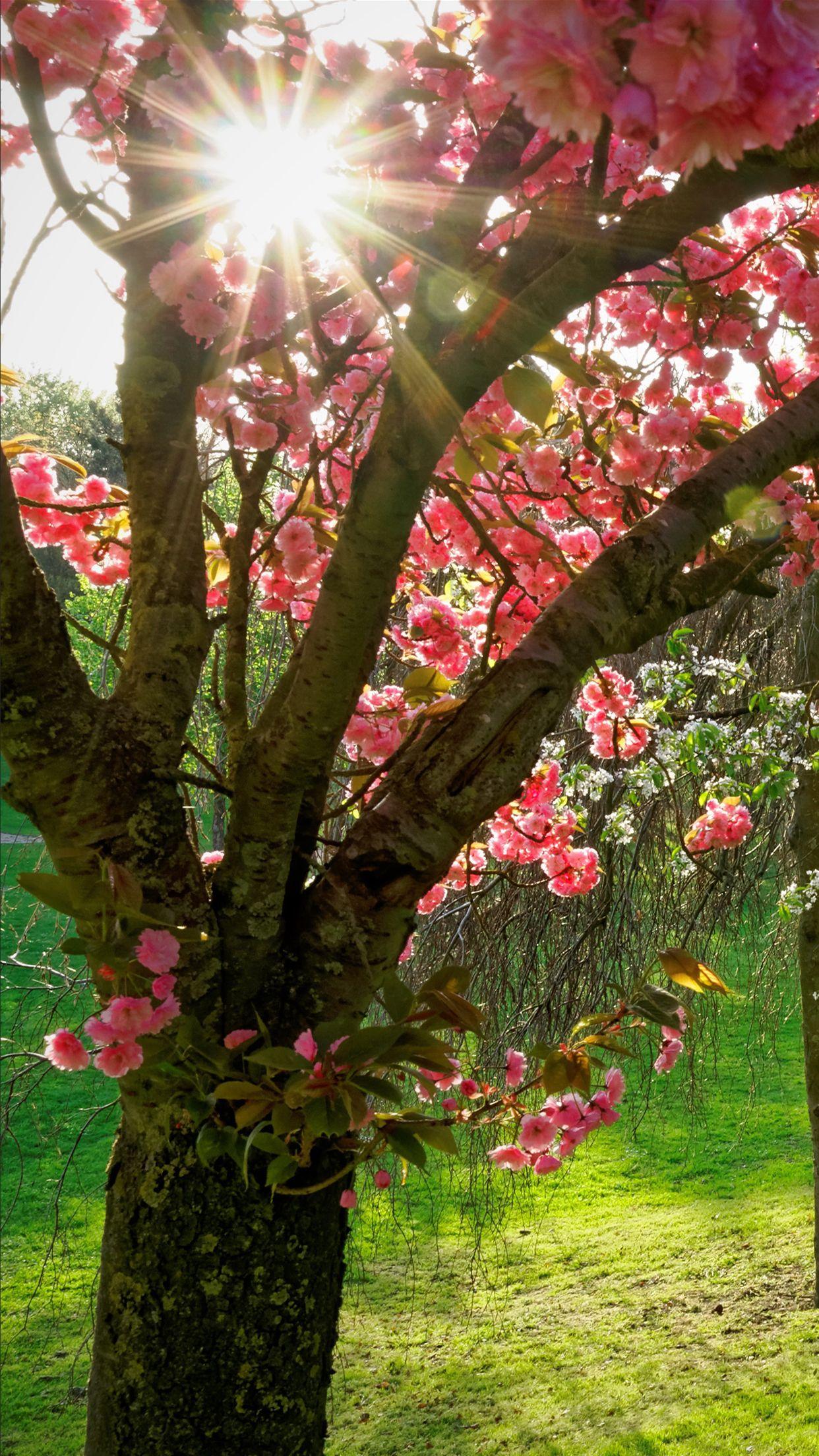 Spring Sunshine Wallpapers - Top Free Spring Sunshine Backgrounds ...