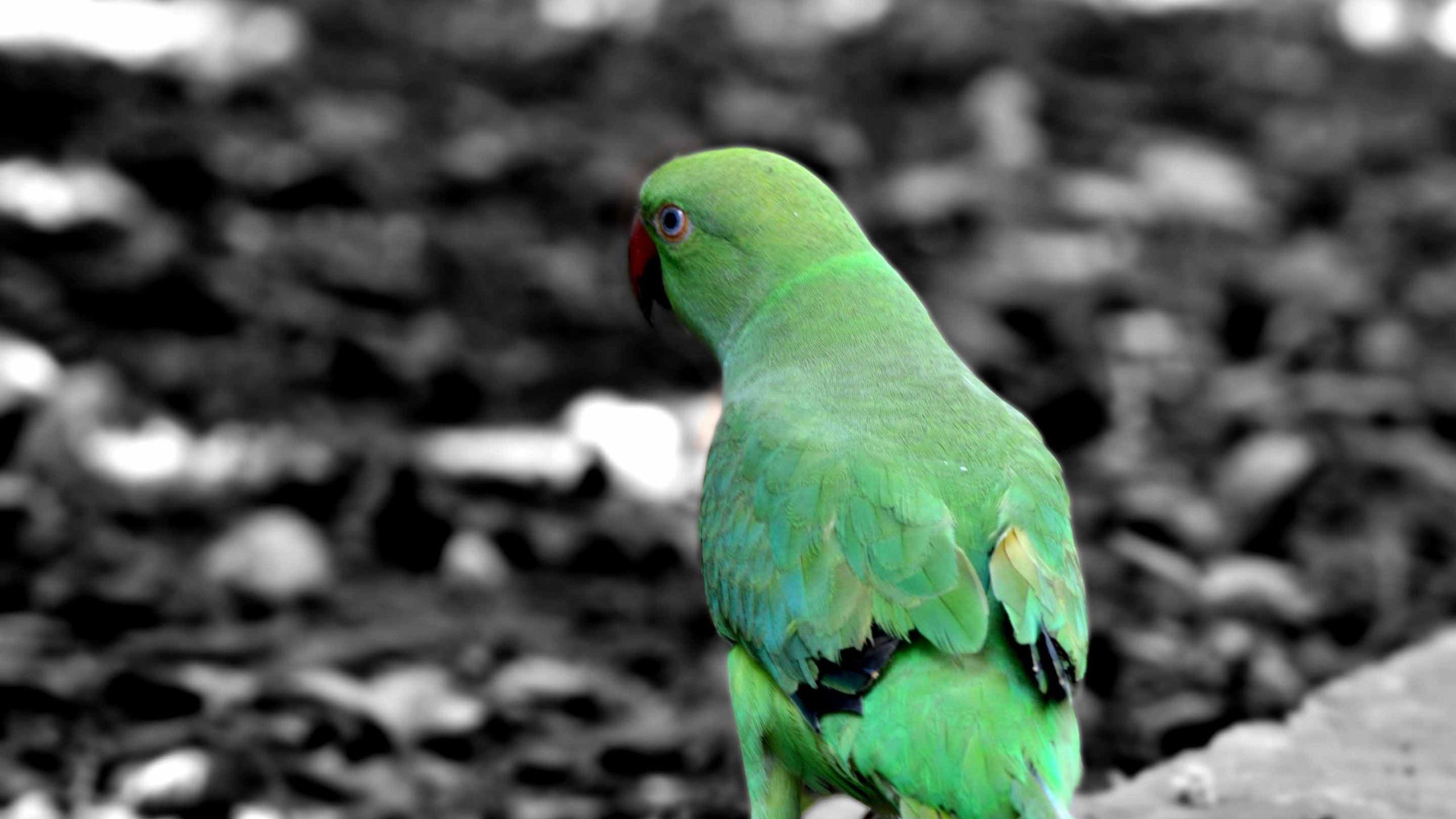 Green Parrot Wallpapers - Top Free Green Parrot Backgrounds ...