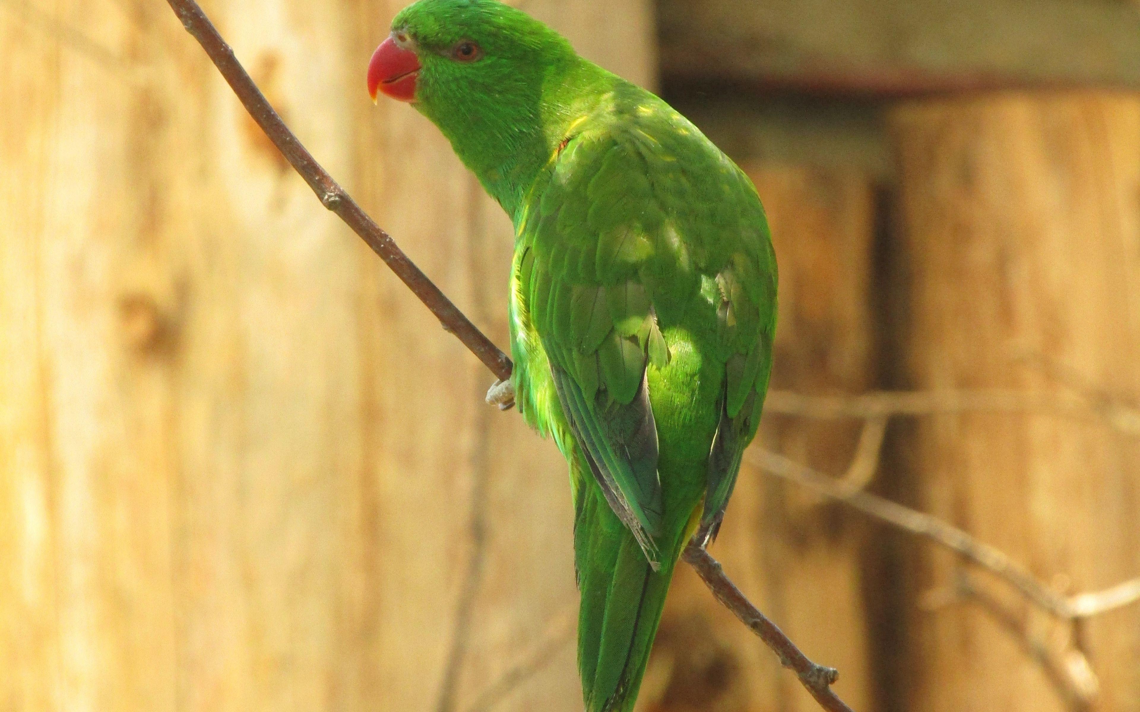 Green Parrot Wallpapers - Top Free Green Parrot Backgrounds ...