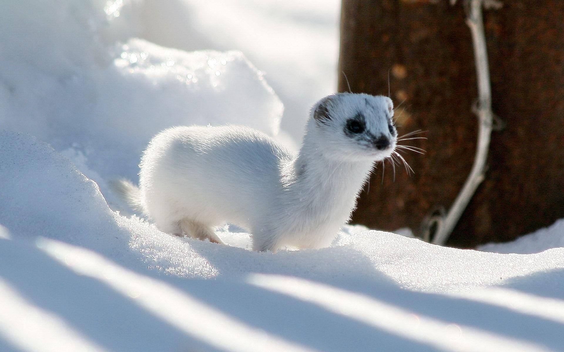 Weasel Wallpapers - Top Free Weasel Backgrounds - WallpaperAccess