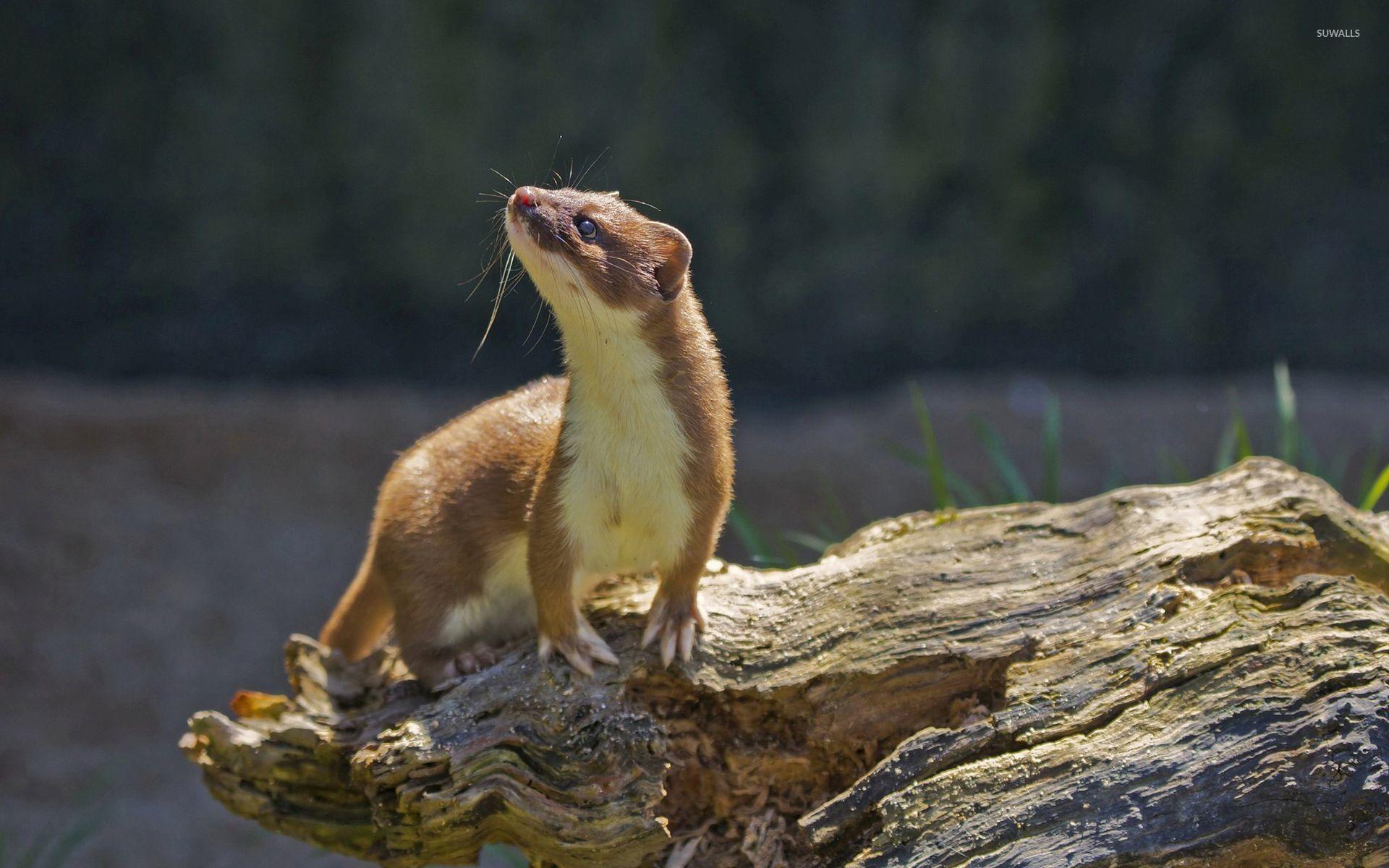 Weasel Wallpapers - Top Free Weasel Backgrounds - WallpaperAccess