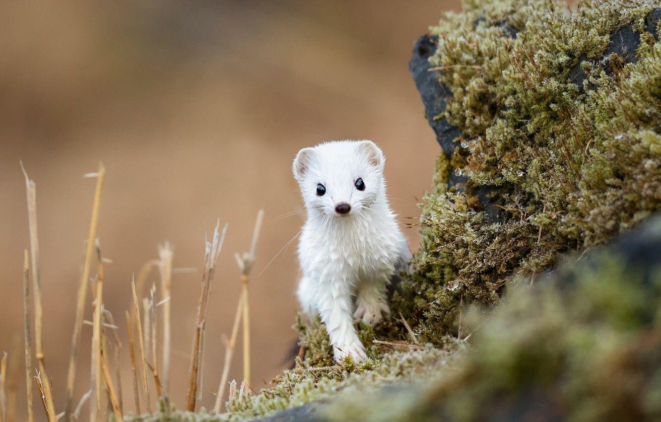 Weasel Wallpapers - Top Free Weasel Backgrounds - WallpaperAccess