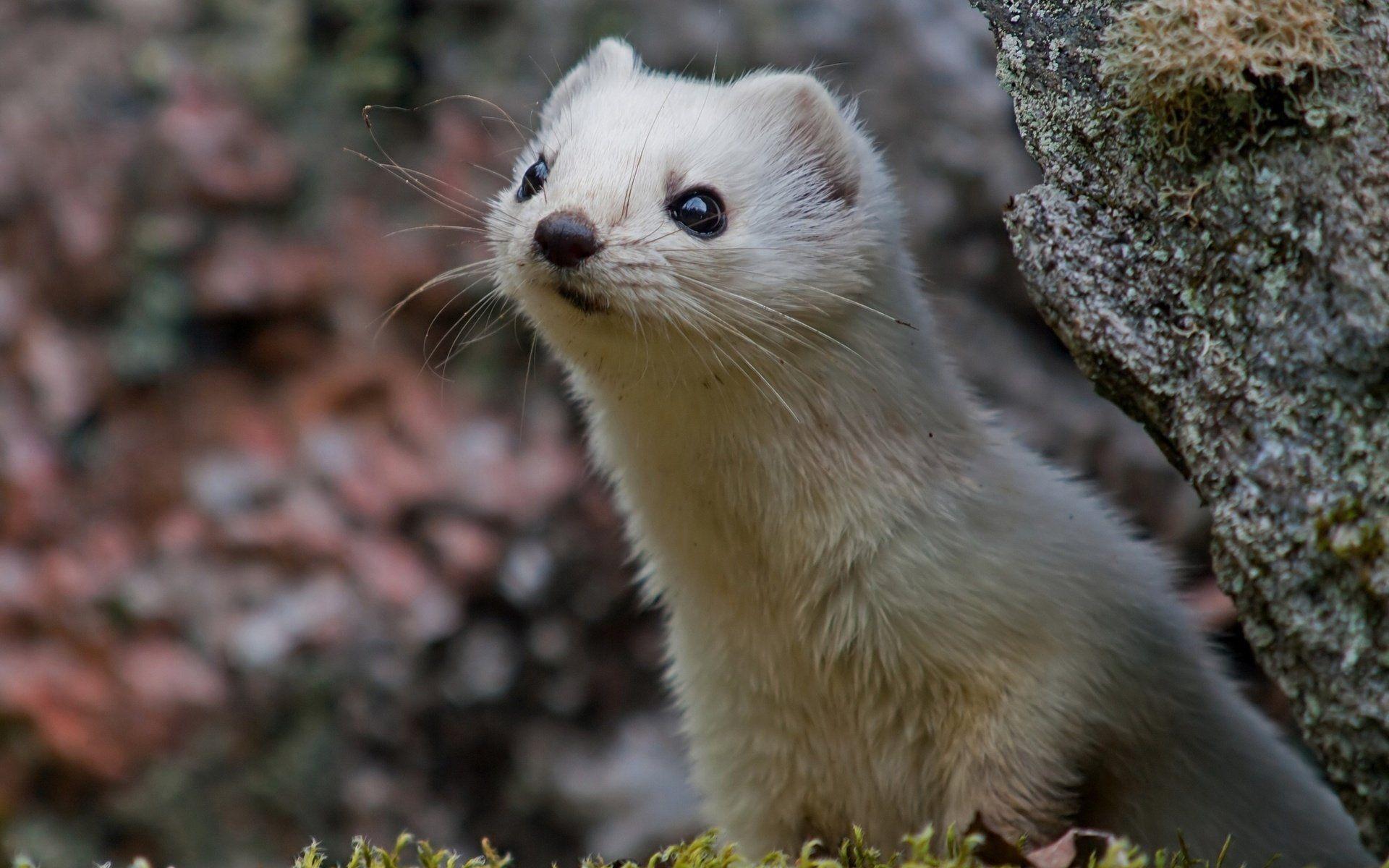 Weasel Wallpapers - Top Free Weasel Backgrounds - WallpaperAccess