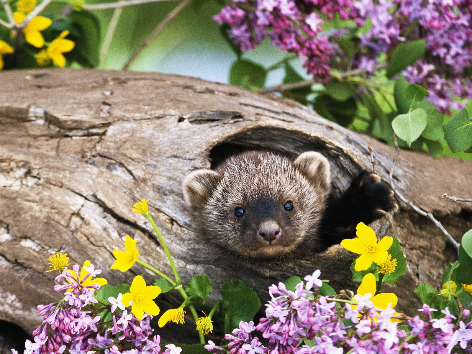 Weasel Wallpapers - Top Free Weasel Backgrounds - WallpaperAccess