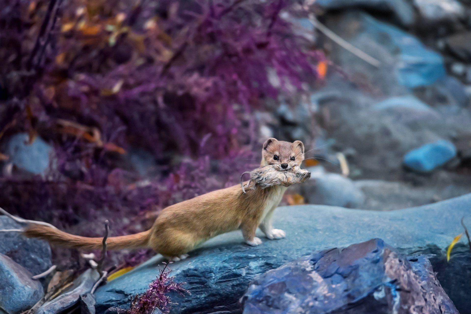 Weasel Wallpapers - Top Free Weasel Backgrounds - WallpaperAccess