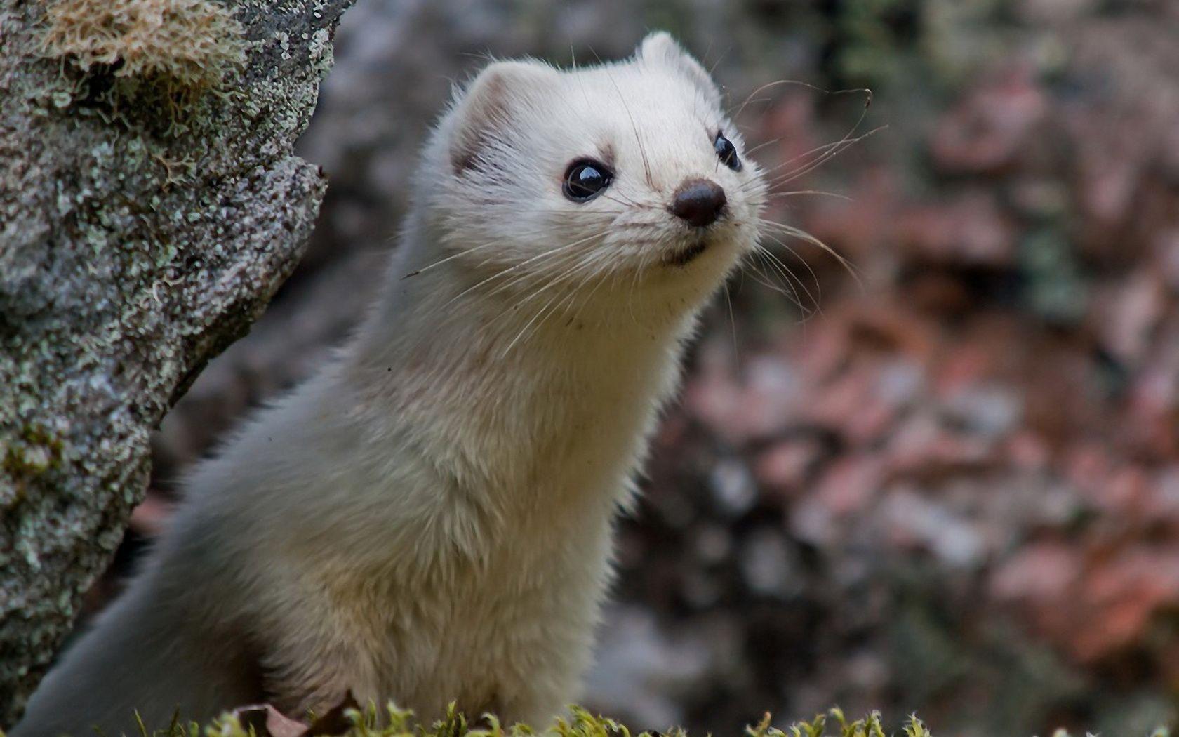 Weasel Wallpapers - Top Free Weasel Backgrounds - WallpaperAccess