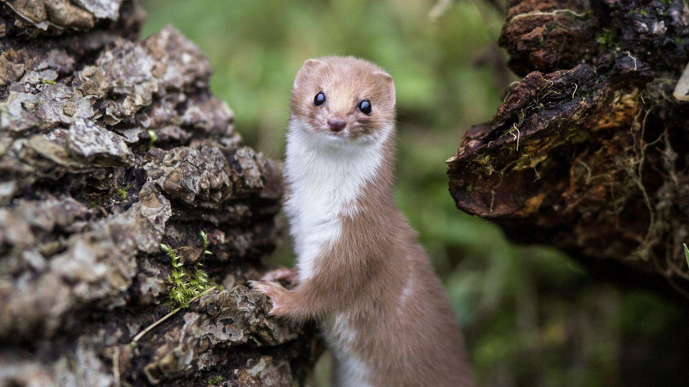 Weasel Wallpapers - Top Free Weasel Backgrounds - WallpaperAccess