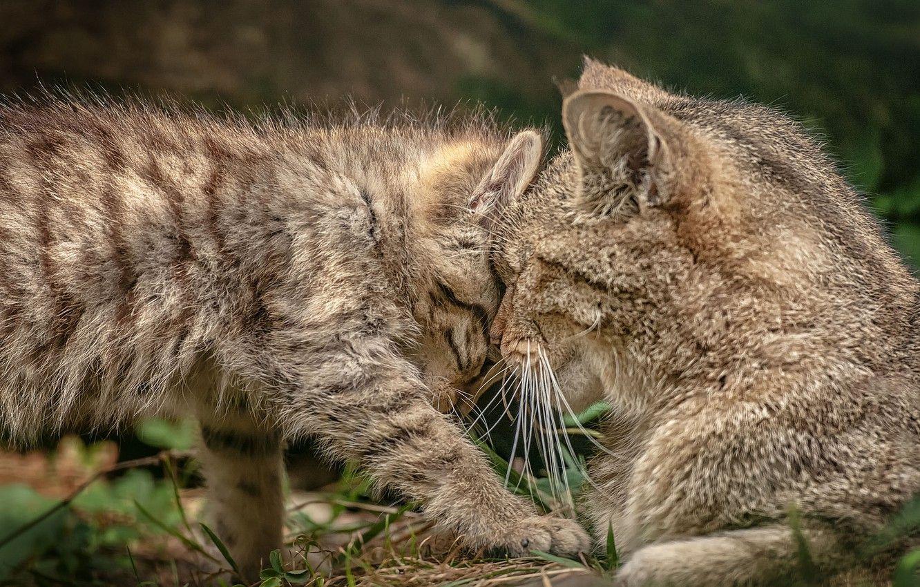 Weasel Wallpapers - Top Free Weasel Backgrounds - WallpaperAccess