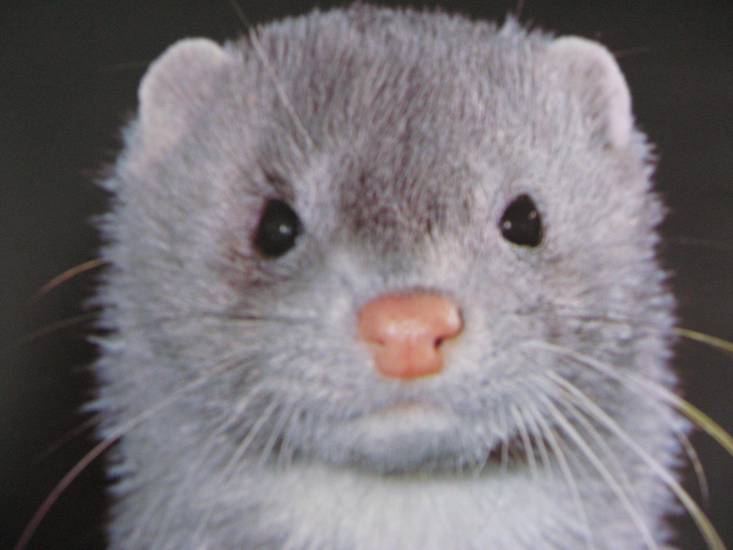 Weasel Wallpapers - Top Free Weasel Backgrounds - WallpaperAccess
