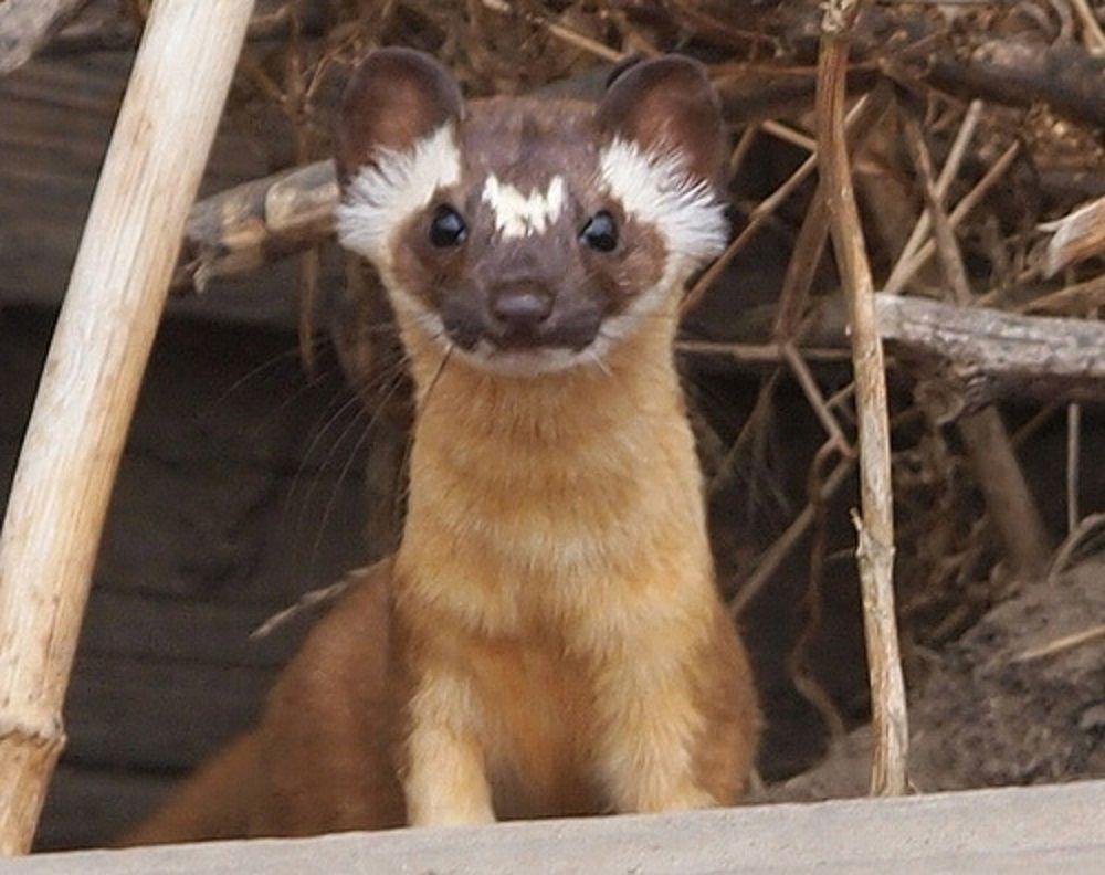 Weasel Wallpapers - Top Free Weasel Backgrounds - WallpaperAccess