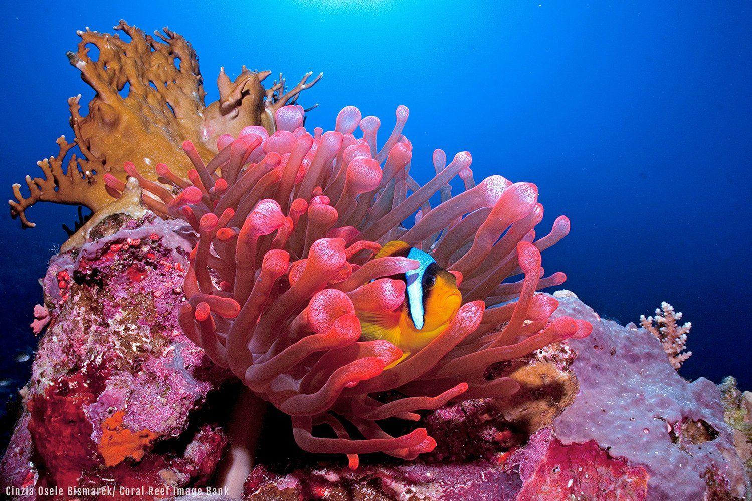 Ocean Reef Wallpapers - Top Free Ocean Reef Backgrounds - WallpaperAccess