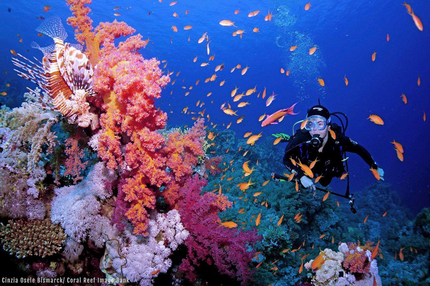 Ocean Reef Wallpapers - Top Free Ocean Reef Backgrounds - WallpaperAccess