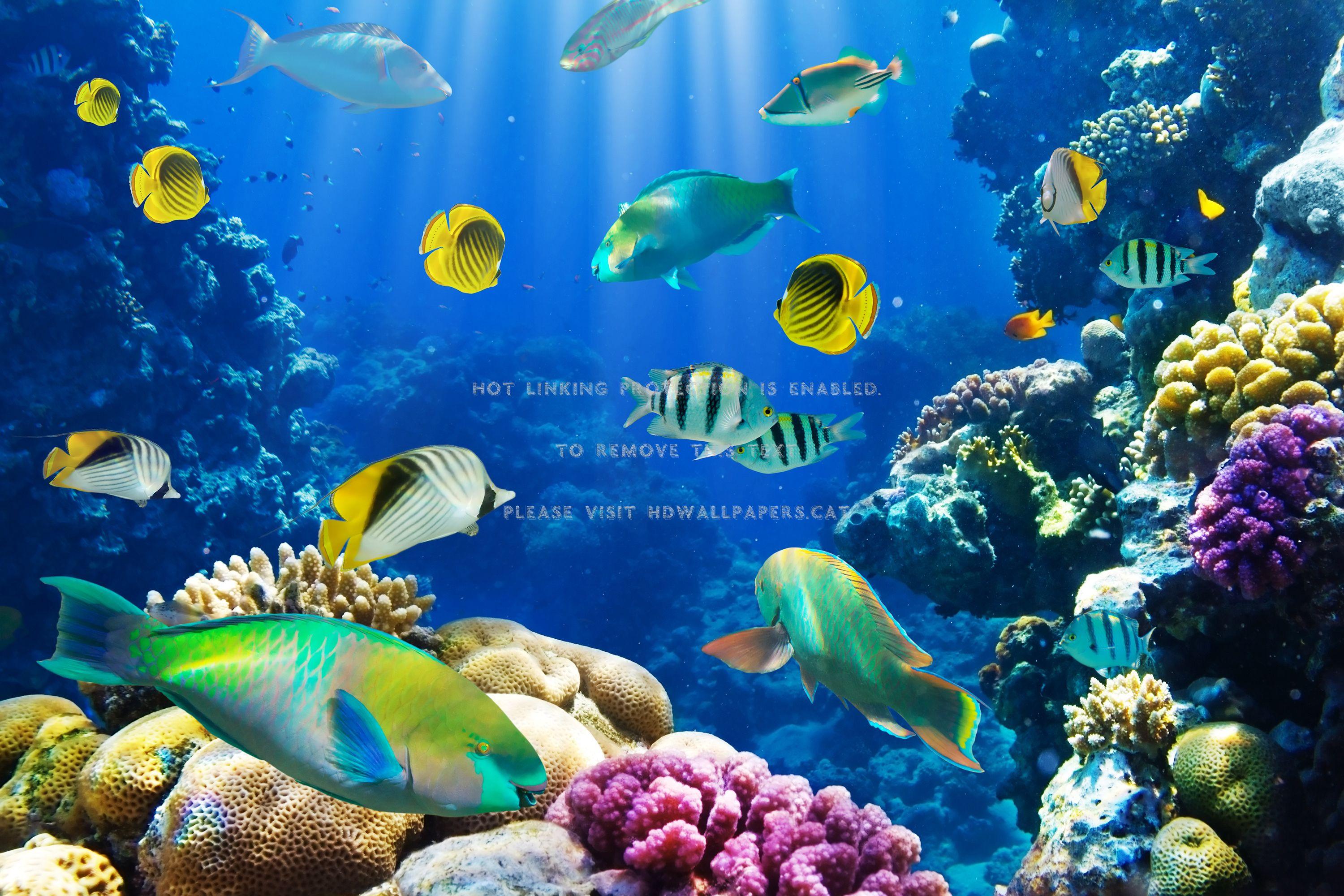 Ocean Reef Wallpapers - Top Free Ocean Reef Backgrounds - WallpaperAccess