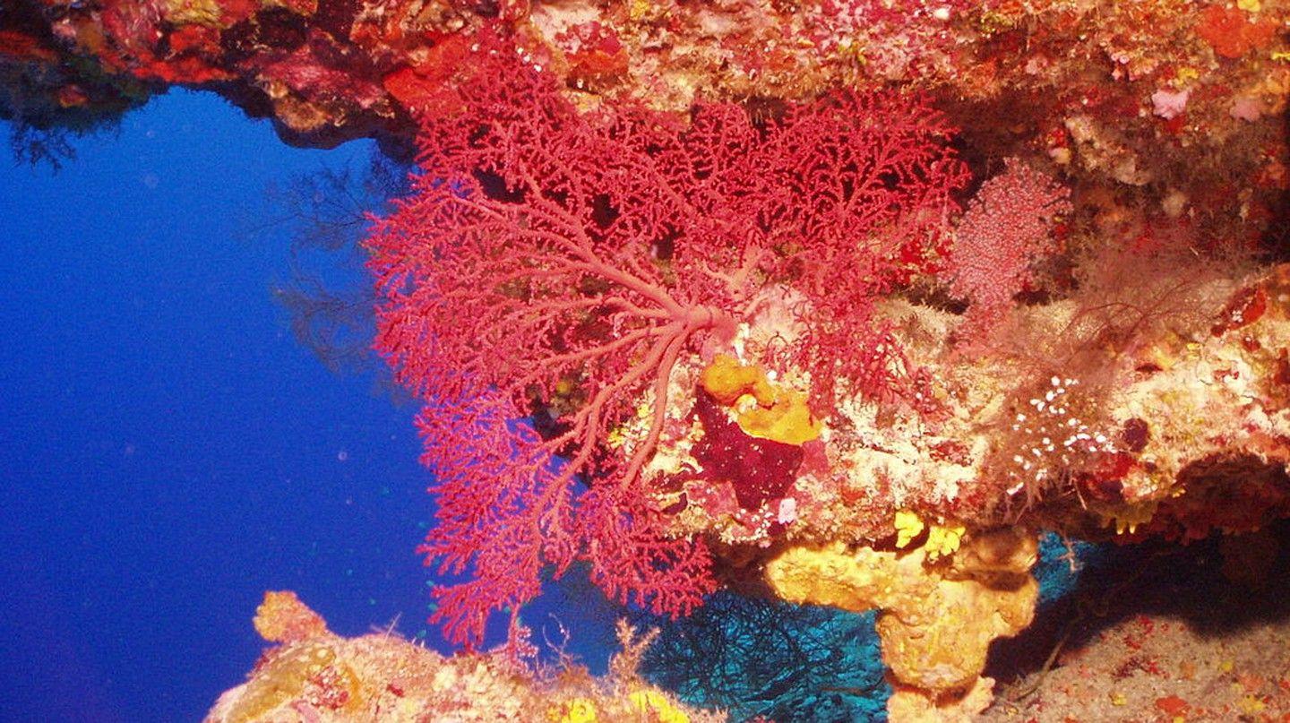 Ocean Reef Wallpapers - Top Free Ocean Reef Backgrounds - WallpaperAccess