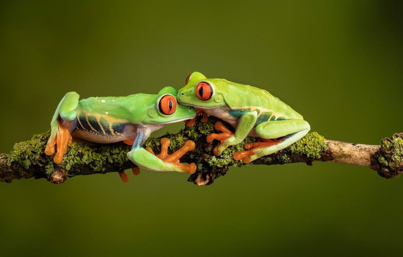 Green Tree Frog Wallpapers - Top Free Green Tree Frog Backgrounds ...
