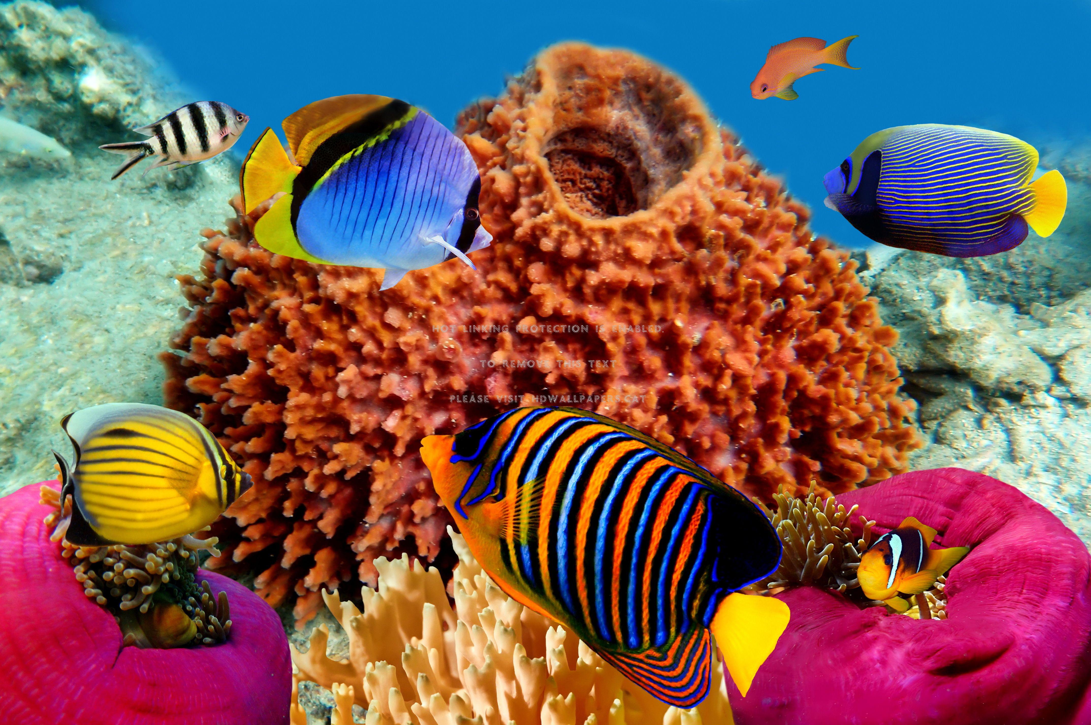 Ocean Reef Wallpapers - Top Free Ocean Reef Backgrounds - WallpaperAccess