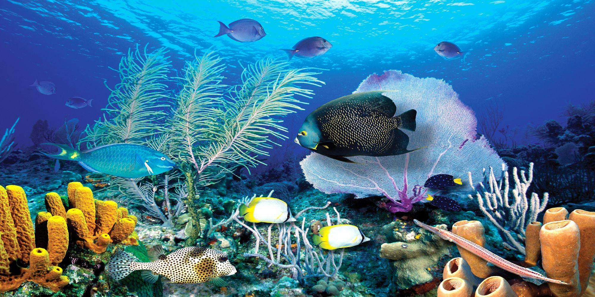 Ocean Reef Wallpapers - Top Free Ocean Reef Backgrounds - WallpaperAccess