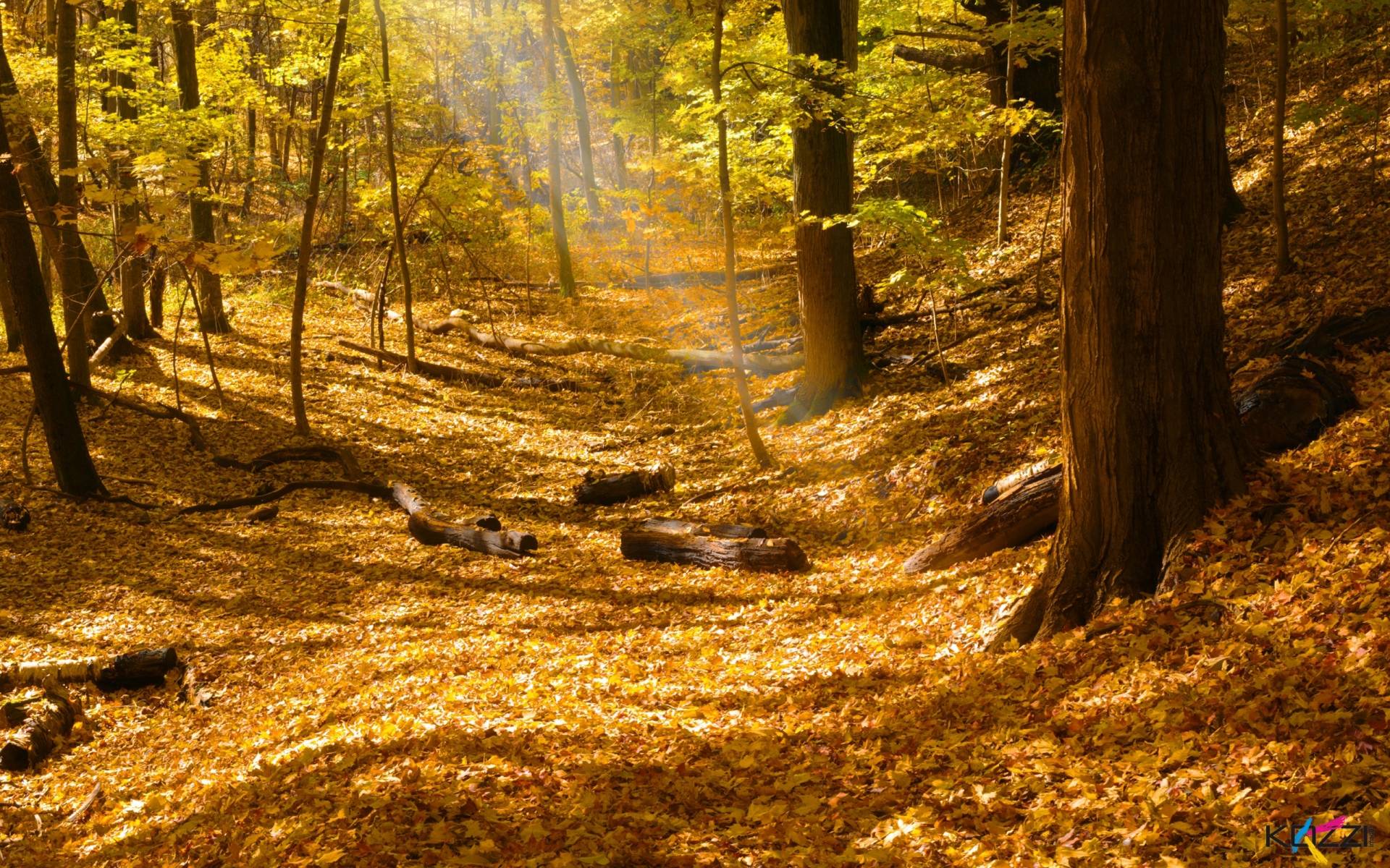 Forest Wildlife Wallpapers - Top Free Forest Wildlife Backgrounds ...