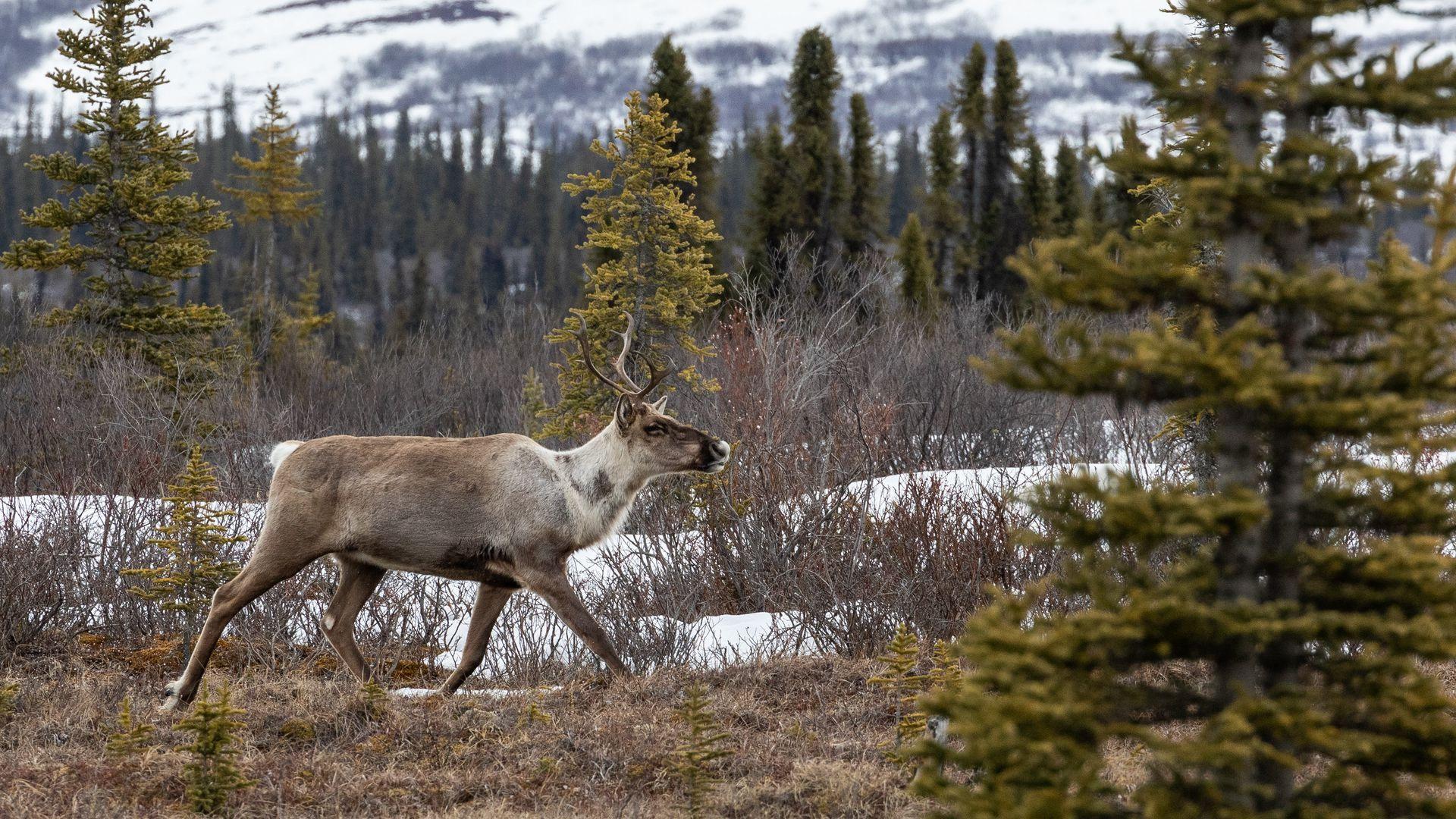 Forest Wildlife Wallpapers - Top Free Forest Wildlife Backgrounds ...