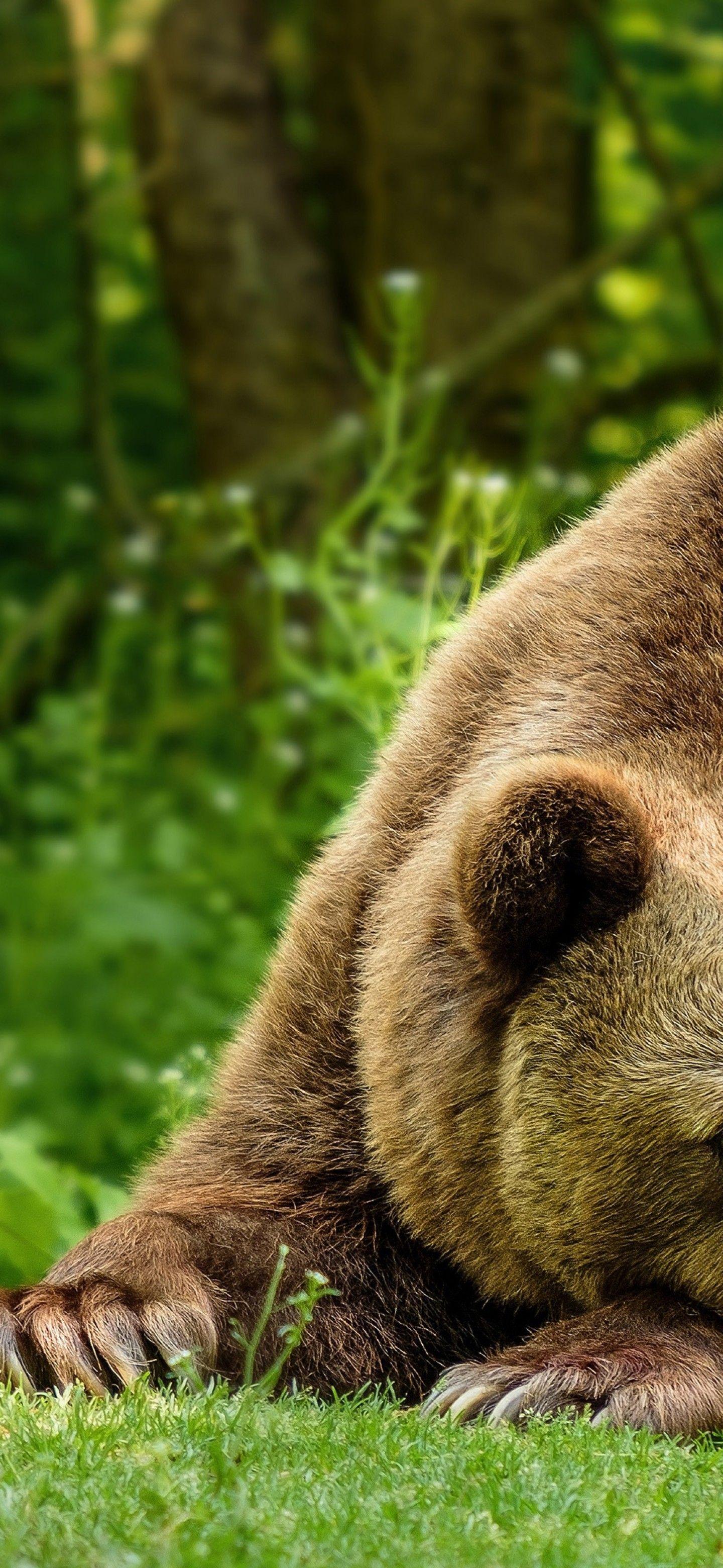 Forest Wildlife Wallpapers - Top Free Forest Wildlife Backgrounds ...