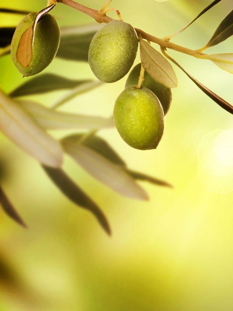 Olive HD Wallpapers - Top Free Olive HD Backgrounds - WallpaperAccess