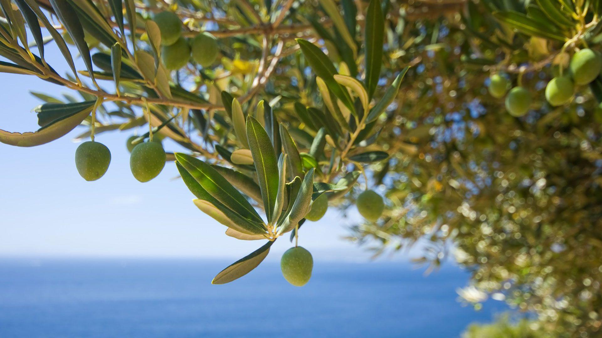 Olive HD Wallpapers - Top Free Olive HD Backgrounds - WallpaperAccess