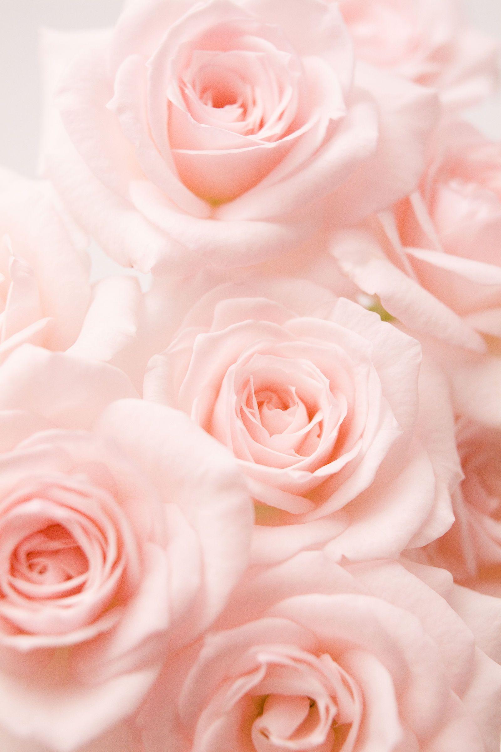 Light Roses Wallpapers - Top Free Light Roses Backgrounds - WallpaperAccess