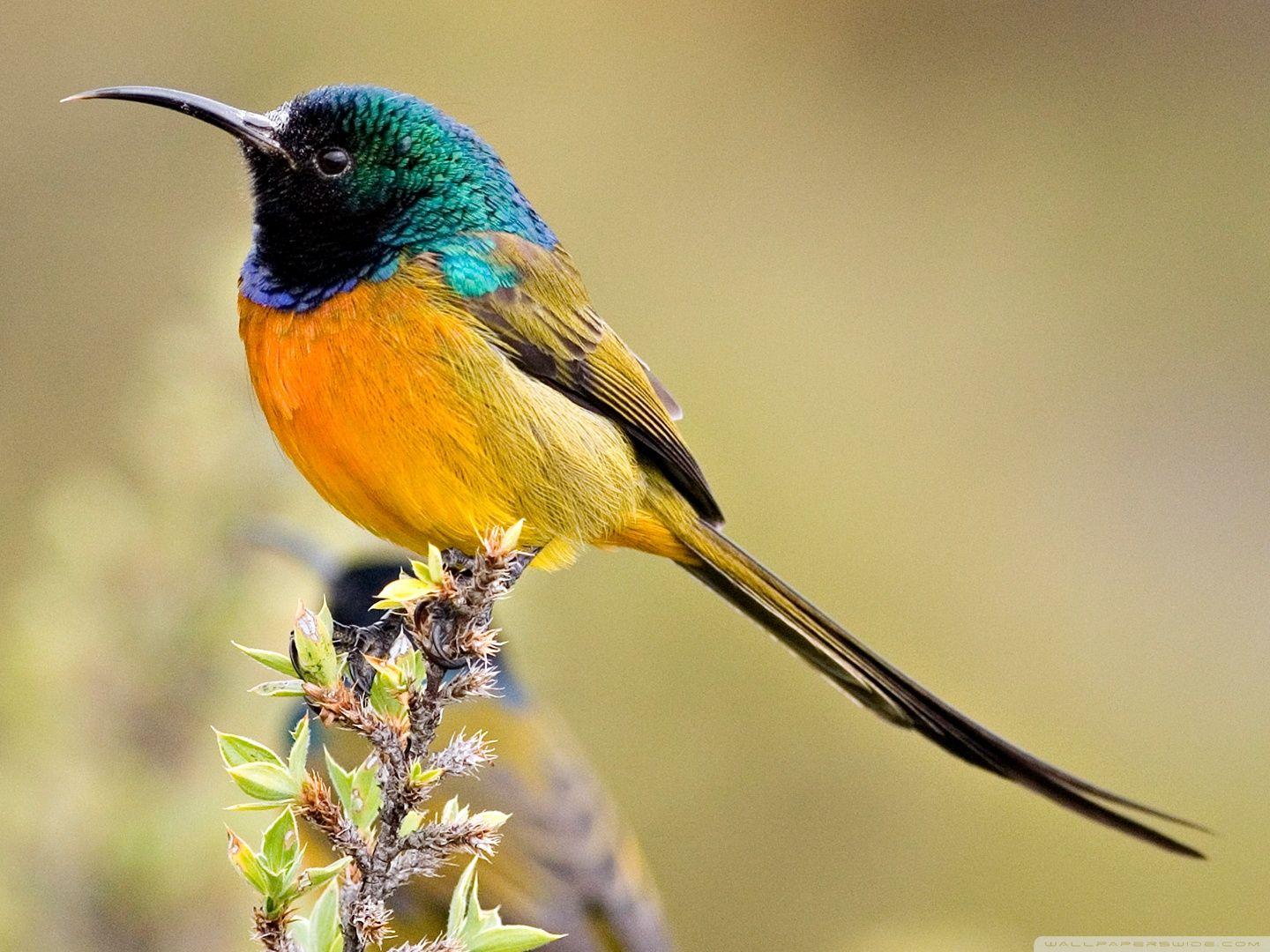 Simple Birds Wallpapers - Top Free Simple Birds Backgrounds ...