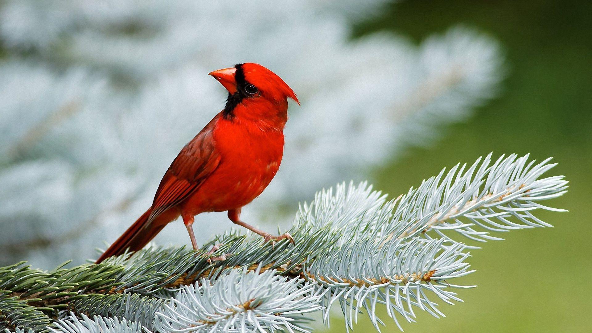 Simple Birds Wallpapers - Top Free Simple Birds Backgrounds ...