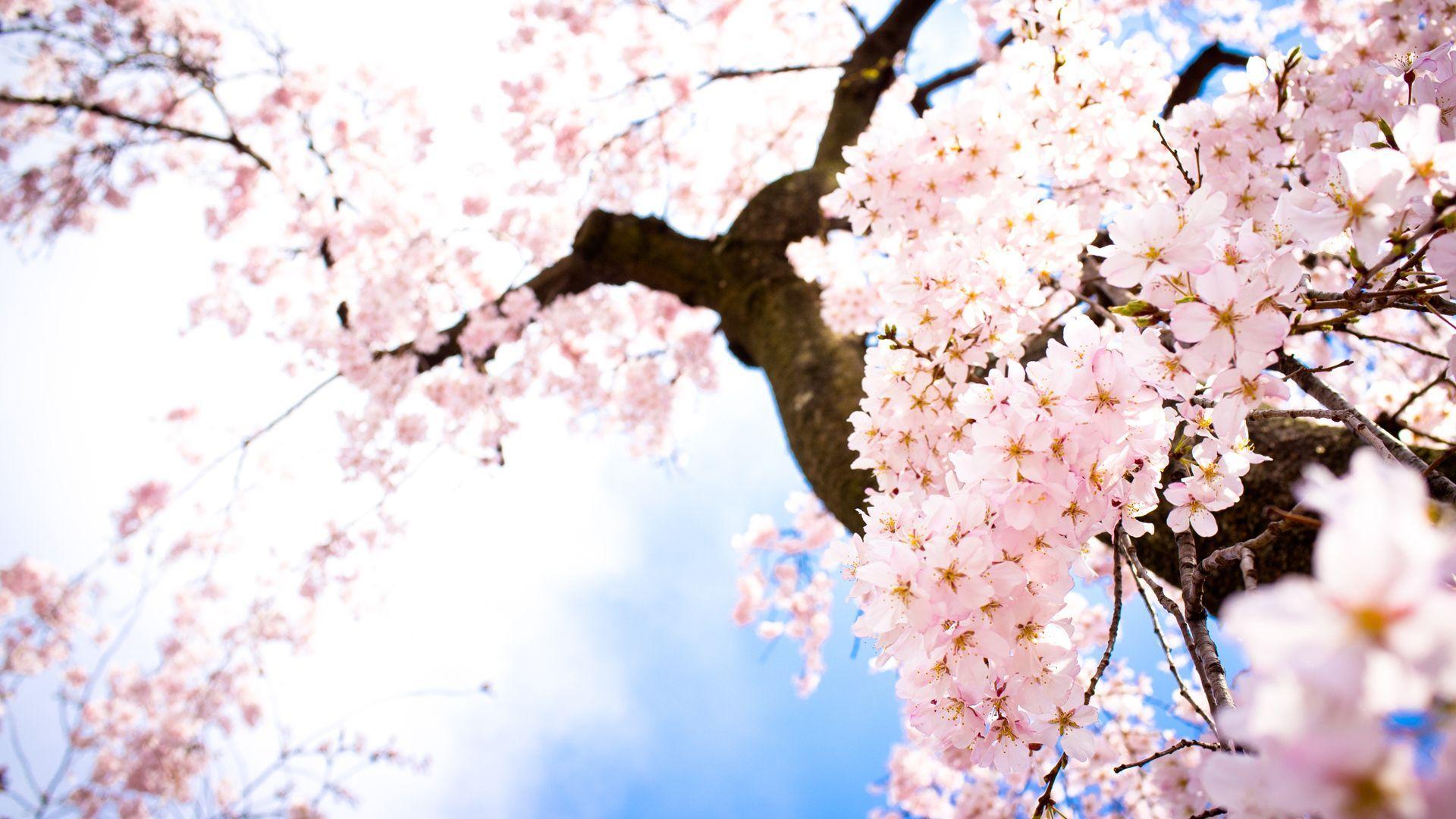 Bunga Sakura Wallpapers - Top Free Bunga Sakura Backgrounds ...